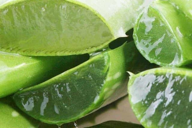 7 Cara Menggunakan Lidah Buaya untuk Wajah yang Benar | Popbela.com