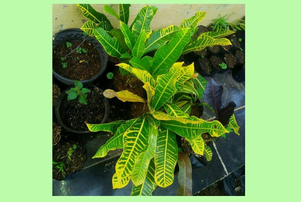 9 Jenis Tanaman Puring dengan Corak Tercantik Beserta Harga | Popbela.com