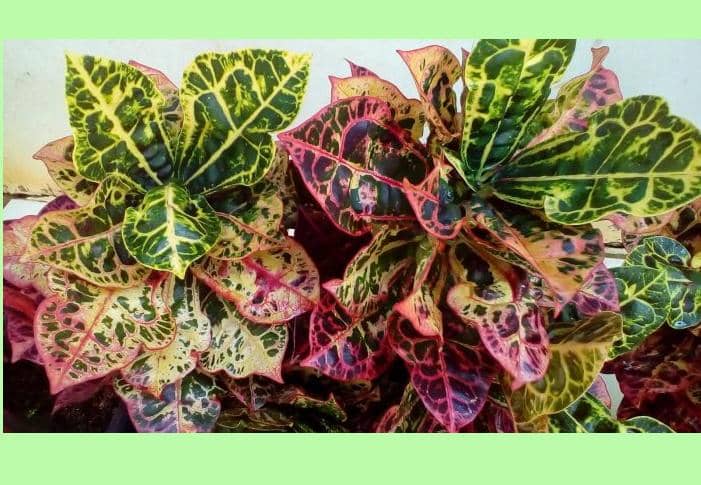 9 Jenis Tanaman Puring dengan Corak Tercantik Beserta Harga | Popbela.com