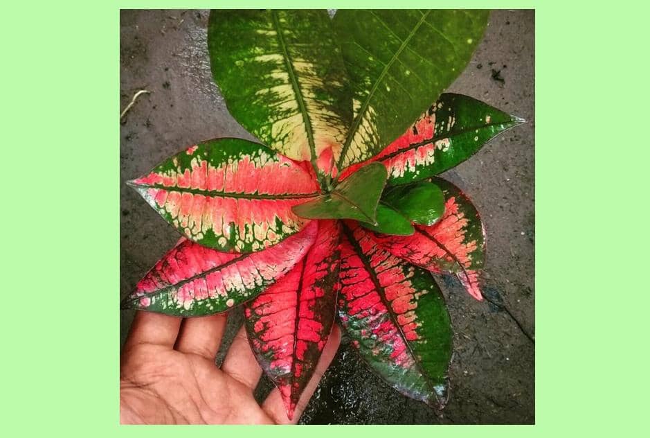 9 Jenis Tanaman Puring dengan Corak Tercantik Beserta Harga | Popbela.com