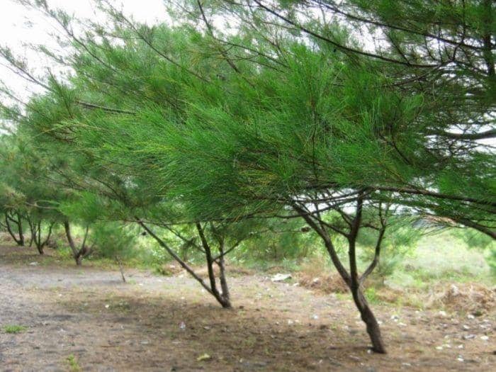 12 Jenis Pohon Cemara dan Manfaatnya untuk Kehidupan | Popbela.com