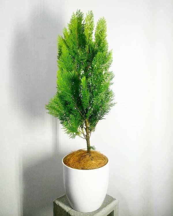 12 Jenis Pohon Cemara dan Manfaatnya untuk Kehidupan | Popbela.com