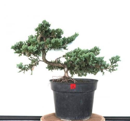 12 Jenis Pohon Cemara dan Manfaatnya untuk Kehidupan | Popbela.com