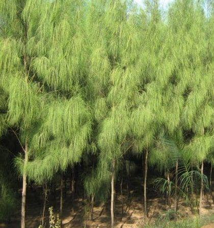 12 Jenis Pohon Cemara dan Manfaatnya untuk Kehidupan | Popbela.com