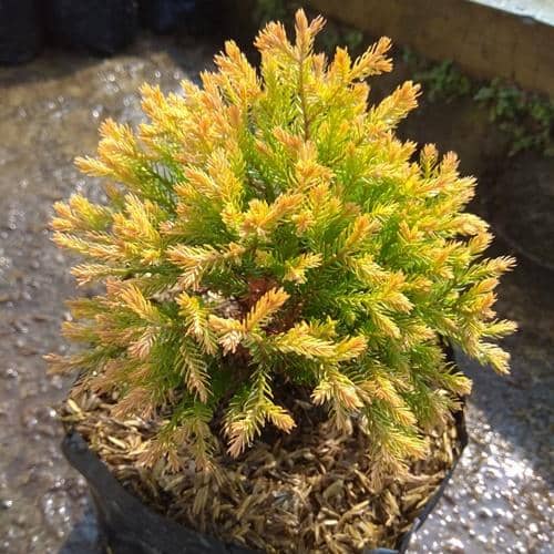 12 Jenis Pohon Cemara dan Manfaatnya untuk Kehidupan | Popbela.com