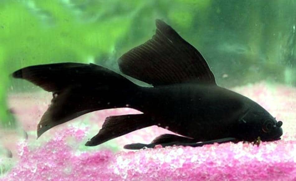 8 Jenis Ikan Mas Komet dan Tips Merawatnya untuk Pemula | Popbela.com