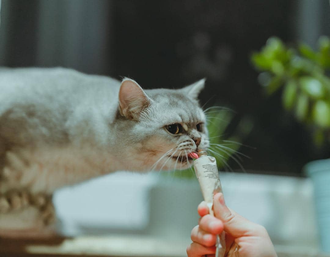 Ini Ciri-Ciri Kucing Sedang Hamil | Popbela.com