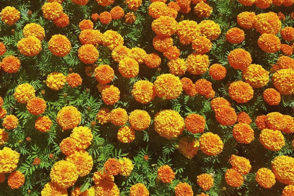 Karakter Istimewa Setiap Bulan Berdasarkan Flower Birth | Popbela.com
