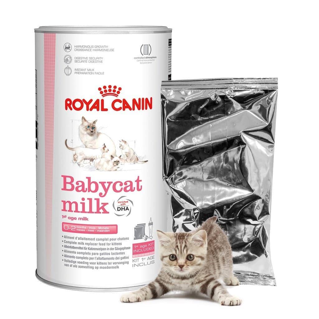 13 Rekomendasi Merek Susu untuk Bayi Kucing dan Harganya | Popbela.com