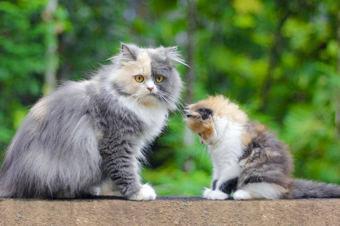 Perbedaan Kucing Persia dan Kucing Anggora | Popbela.com