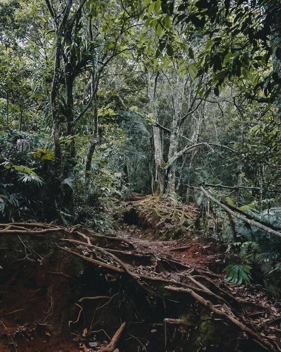 Wisata Gunung Burangrang, Lokasi, Rute, dan HTM | Popbela.com