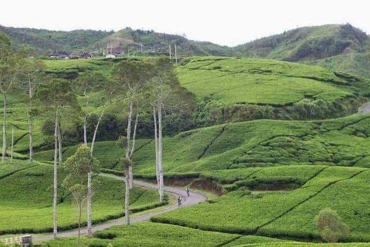 Kebun Teh Jamus, Pesona Gunung Lawu dengan Panorama Hijau yang Me ...