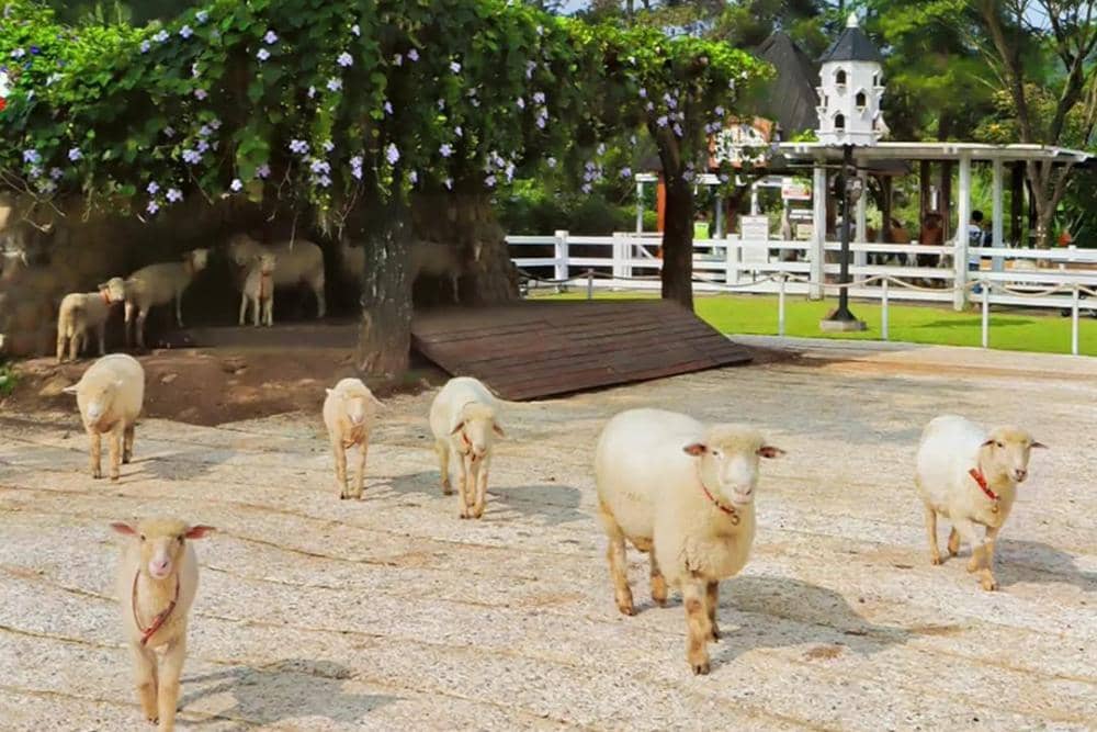 Cimory Dairyland Puncak Bogor: Lokasi, Wahana, Harga Tiket | POPBELA.com