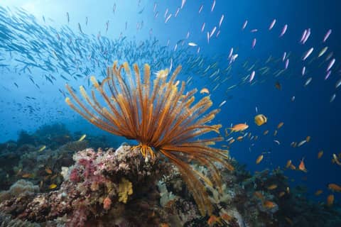 Menyelami Great Barrier Reef Marine Park, Surga Bawah Laut Australia ...