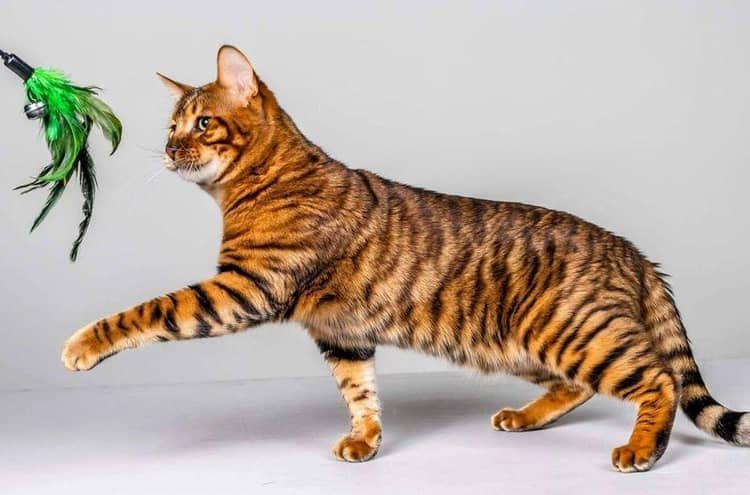 10 Fakta Kucing Toyger yang Punya Penampilan Mirip Harimau | Popbela.com