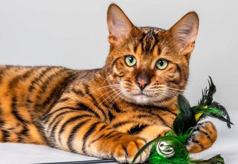 10 Fakta Kucing Toyger yang Punya Penampilan Mirip Harimau | Popbela.com