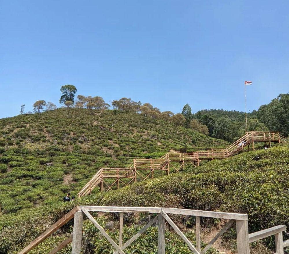 Kebun Teh Jamus, Pesona Gunung Lawu dengan Panorama Hijau yang Me ...