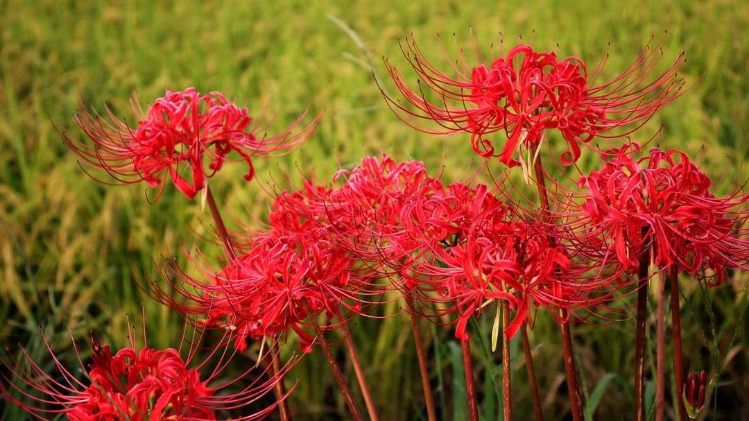 7 Bunga yang Identik dengan Kematian, Perhatikan Maknanya | Popbela.com