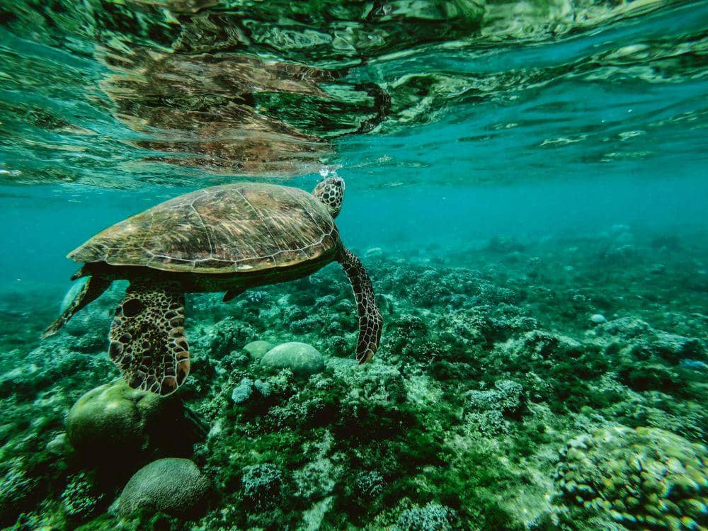 Menyelami Great Barrier Reef Marine Park, Surga Bawah Laut Australia ...