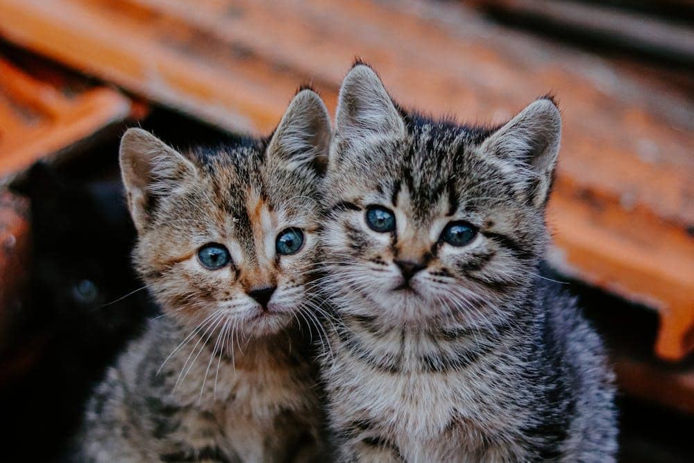 8 Fakta Menarik Kucing Mujair yang Unik dan Khas | POPBELA.com