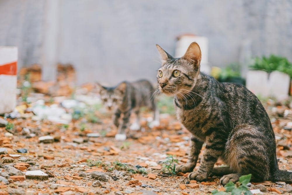 8 Fakta Menarik Kucing Mujair yang Unik dan Khas | POPBELA.com