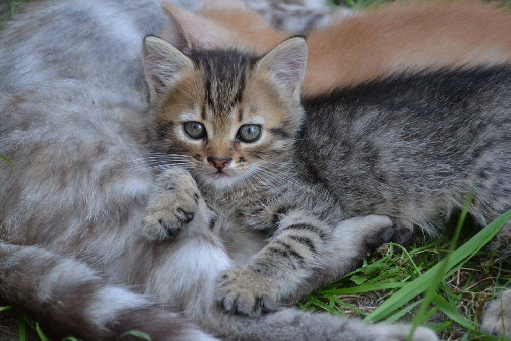 8 Fakta Menarik Kucing Mujair yang Unik dan Khas | POPBELA.com