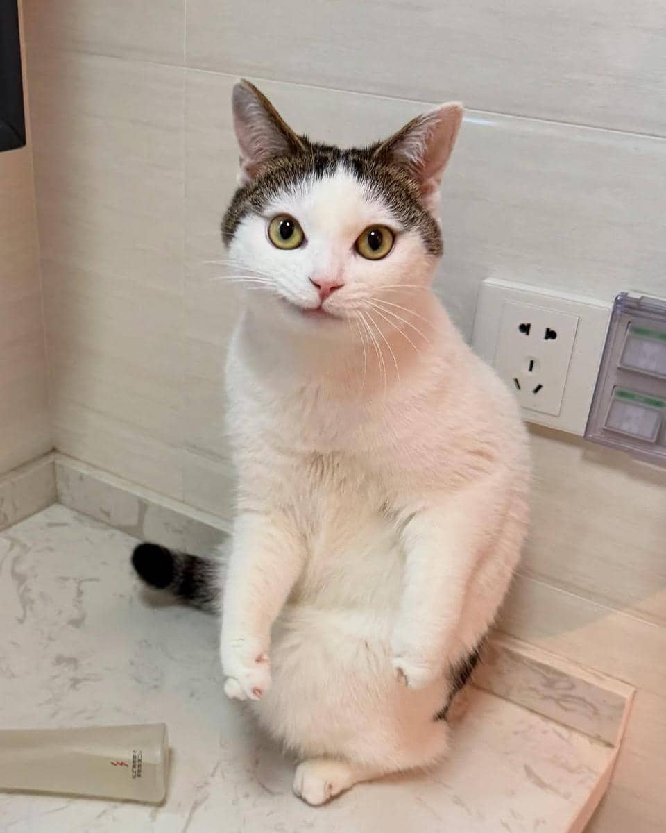 Kisah Asli di Balik 7 Meme Kucing yang Viral di Medsos | Popbela.com