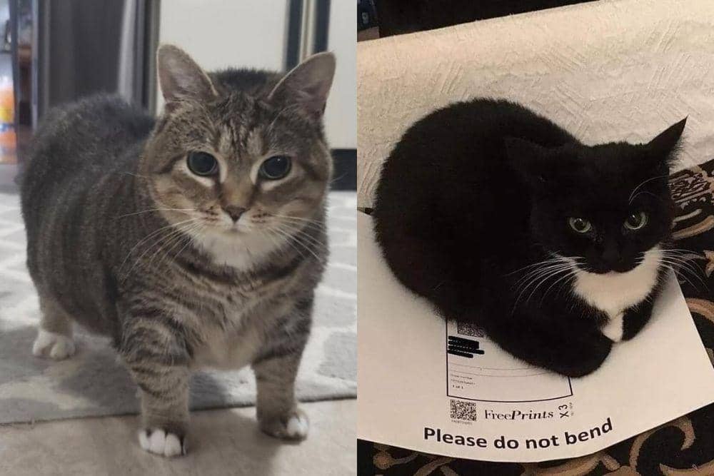 Kisah Asli di Balik 7 Meme Kucing yang Viral di Medsos | POPBELA.com